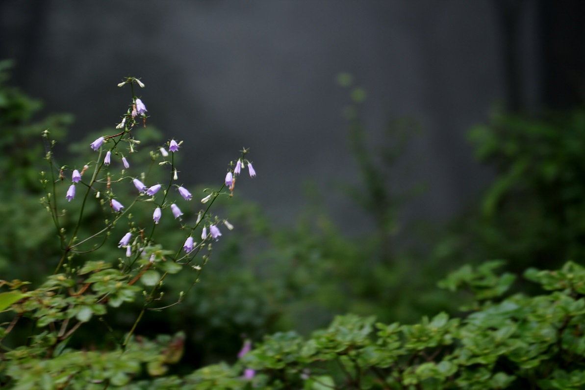 霧雨の中の乙女たち ≪ ツリガネニンジン ≫ : そよ風のつぶやき