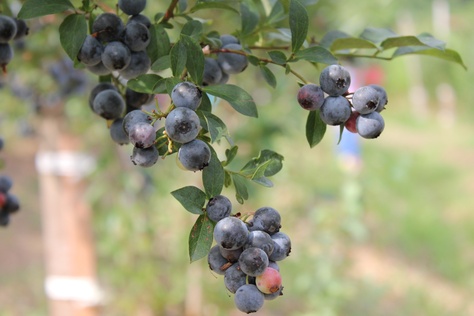 されど空の青さを。