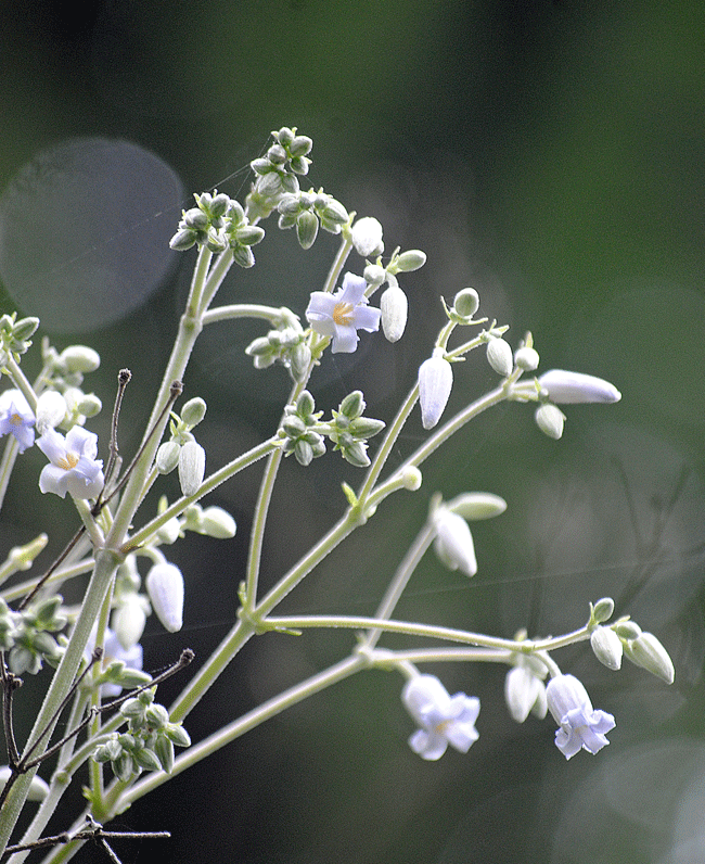 9月6日 クサボタン : 花ねこ日記
