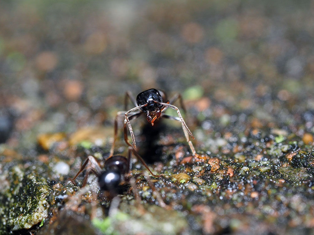 雨の日 雨粒景色と昆虫たち（写真追加） : オヤヂのご近所仲間日記