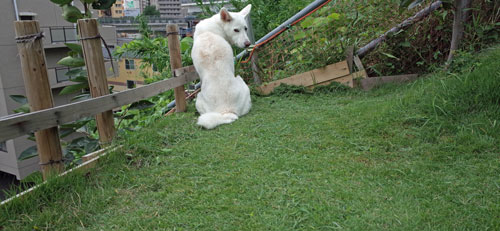 ざっそー : 小太郎の白っぽい世界