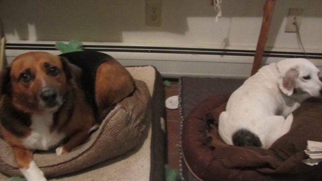 問題起こすな、ワンたちよ。 : カフェと畑と犬と猫