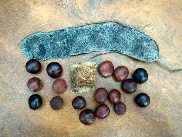 Entada parvifolia コバモダマの故郷と系統 : 石垣島便り