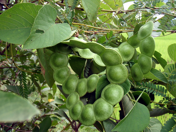 Entada parvifolia コバモダマの故郷と系統 : 石垣島便り