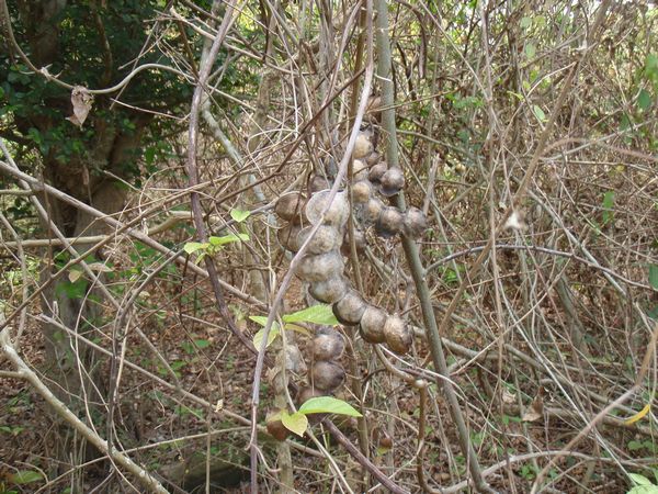 Entada parvifolia コバモダマの故郷と系統 : 石垣島便り