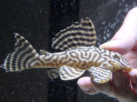 L-333 : アクア エフ の入荷情報