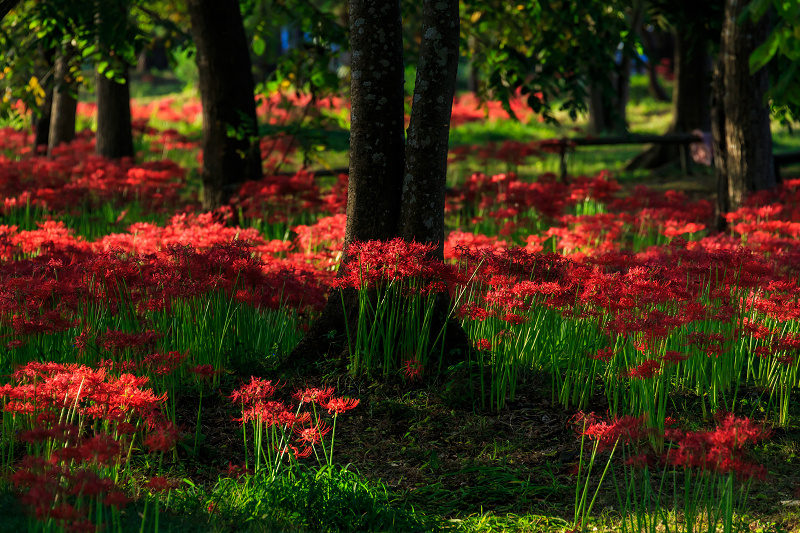 朝日に照らされる彼岸花（高島市・桂浜園地） : 花景色－K.W.C. PhotoBlog