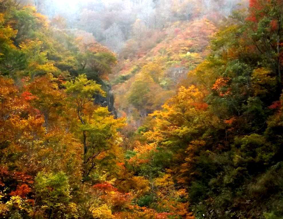 白山スーパー林道の紅葉 10．20 : 写録番外編