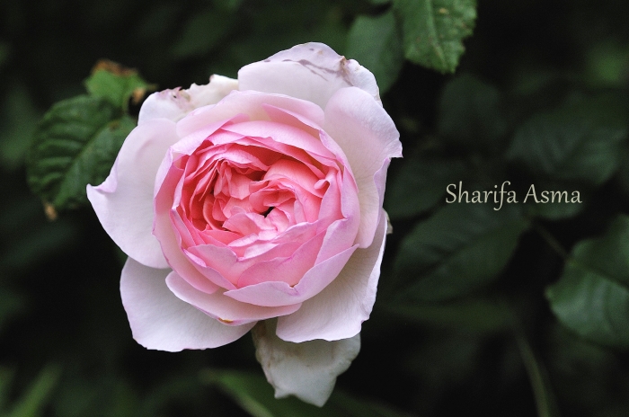 Sharifa Asma 2014（ｼｬﾘﾌｧ・ｱｽﾏ） : JUDEの庭と薔薇のカヲリ