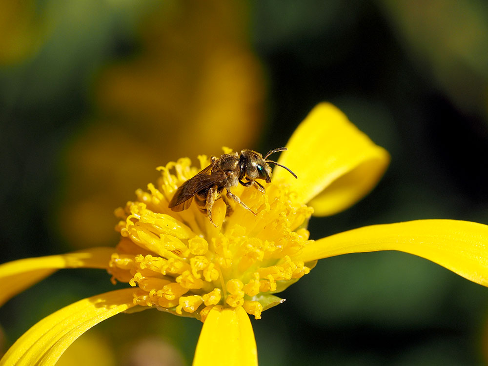 今日も飽きずにアカガネコハナバチ撮影 : オヤヂのご近所仲間日記