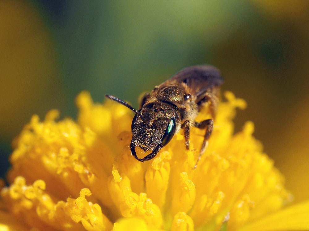 今日も飽きずにアカガネコハナバチ撮影 : オヤヂのご近所仲間日記