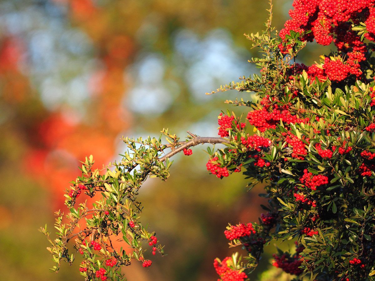 ピラカワ♪ : マッシーの四季折々Ⅱ