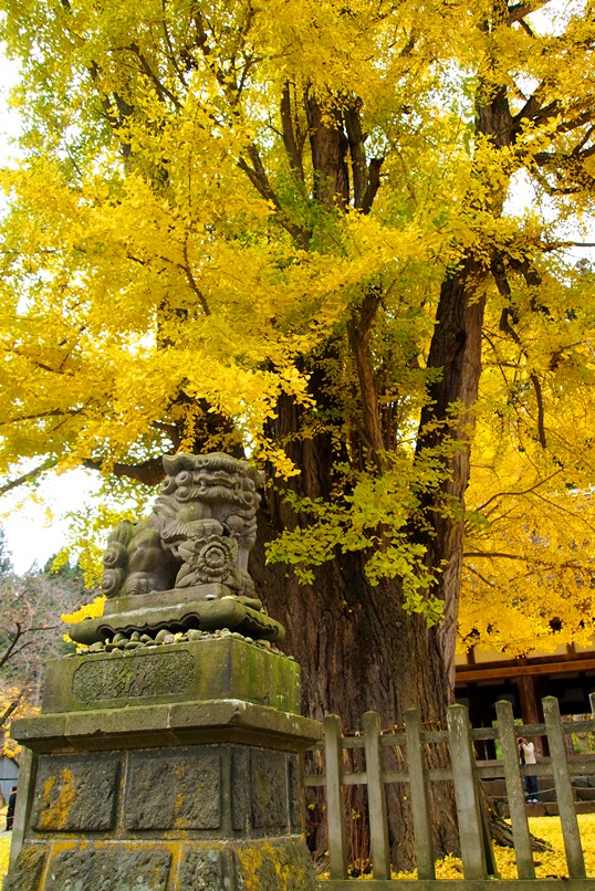 長床の大イチョウ : ヤマキ電気ブログ from 会津