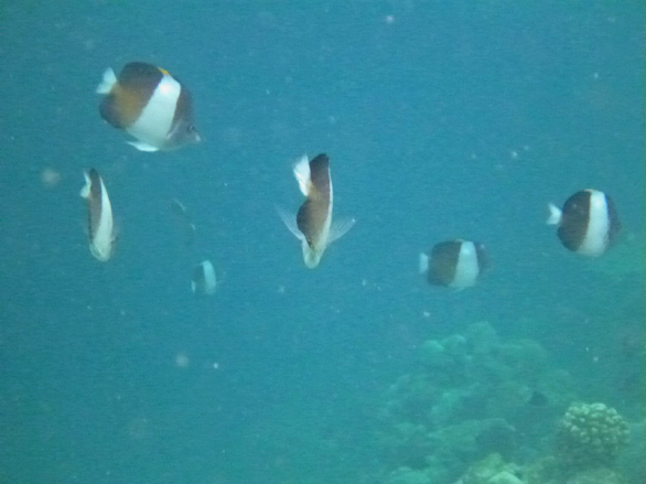 BAROS Maldives 2015 バロス・モルディブ - 11 ハウスリーフをのぞいてみた : パウダーブルーな日々