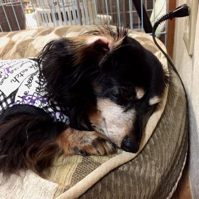 元気〜 : ダックスの神様が舞い降りた