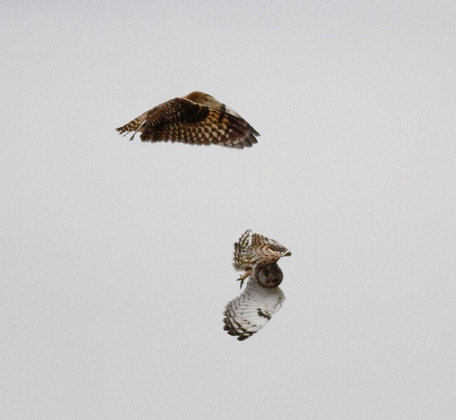 接近戦のコミミズクを・・・ : 一期一会の野鳥たち