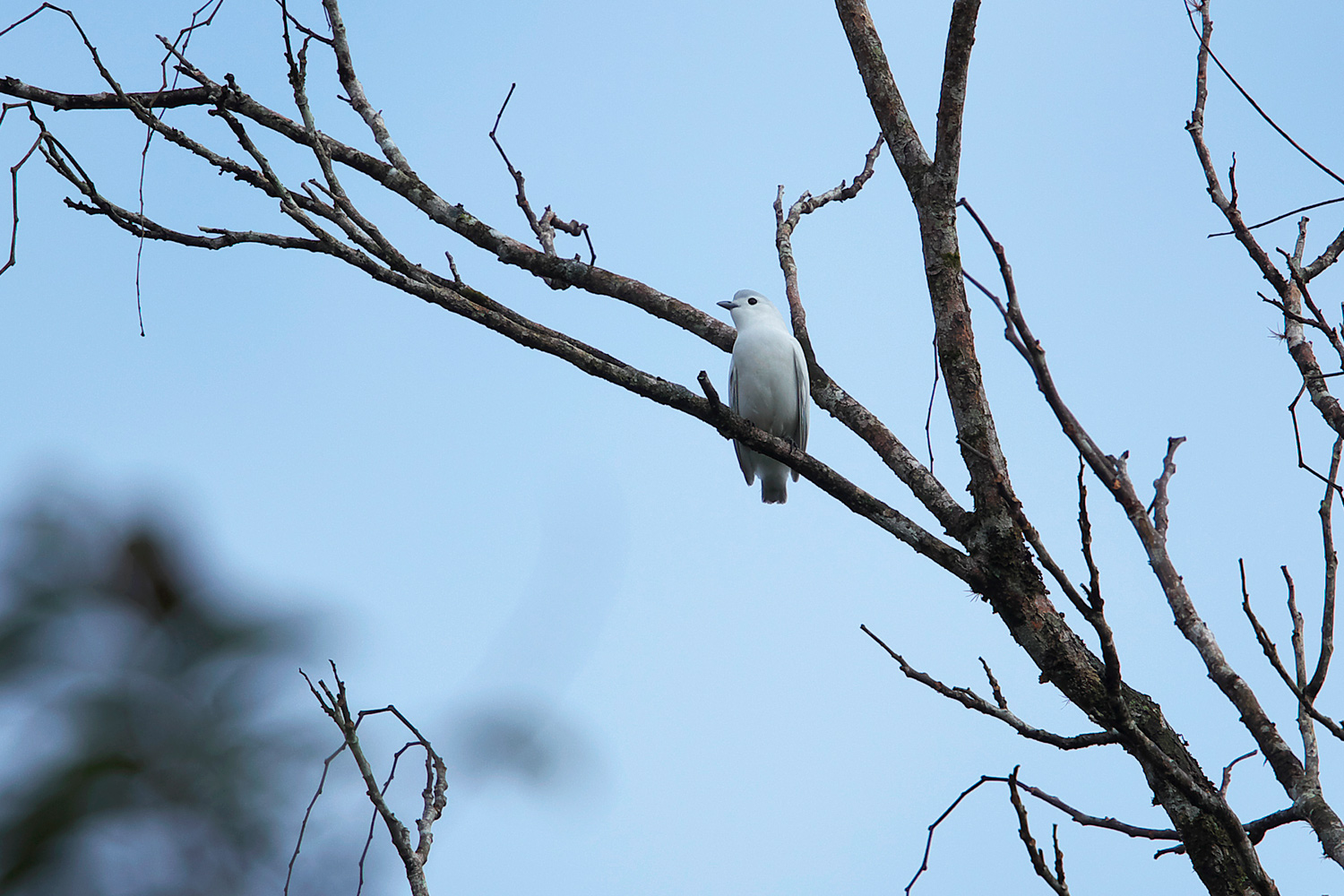 ユキカザリドリ Snowy Cotinga : ぼちぼち、と・・・！（野鳥大好き\(^o^)／）