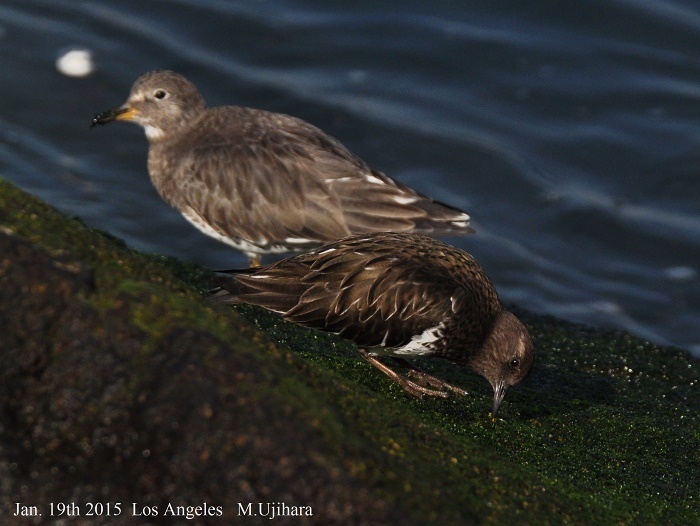 アライソシギとクロキョウジョシギ : MU's Diary