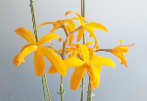 L.flava (レリア：フラバ) : セルレアン・ブルー大好き！かなの魅惑のラン