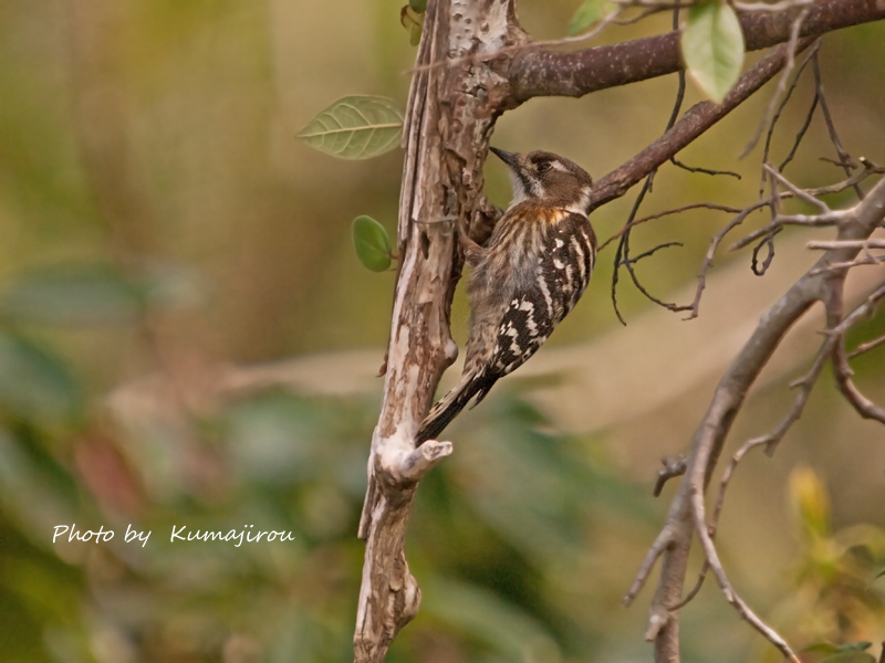 リュウキュウコゲラ : くま次郎の”やんばる日記”