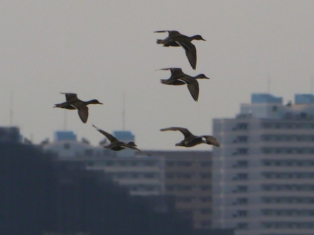 船橋三番瀬の水鳥、谷津干潟のガマガエル抱接 : 花と葉っぱ