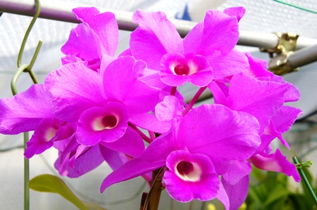 カトレヤ スキンネリー (2015.3.27) : ブログに挑戦らんらん蘭日記