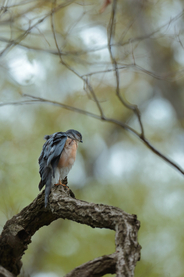 さくら3【ツミ】 : 鳥観日和