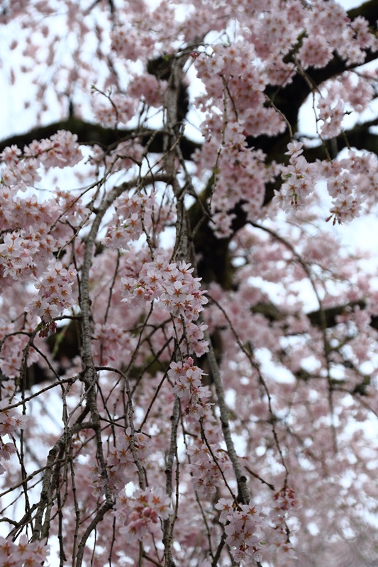 法蓮寺のしだれ桜（久万高原町） : ハチミツの海を渡る風の音