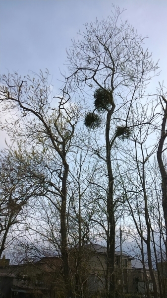 宿り木 : ケ・セラ・セラ 60代の生活を楽しむ
