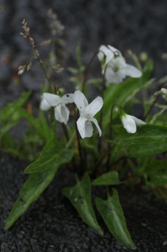 シロガネスミレ : 花とみどりの四季（撮影メモ）