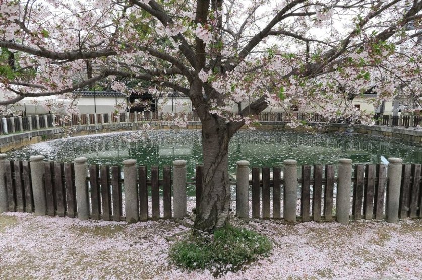 夕陽丘（大阪市）桜咲き桜散る「口縄坂」 : 暮らし♪英語♪楽しみながら♪