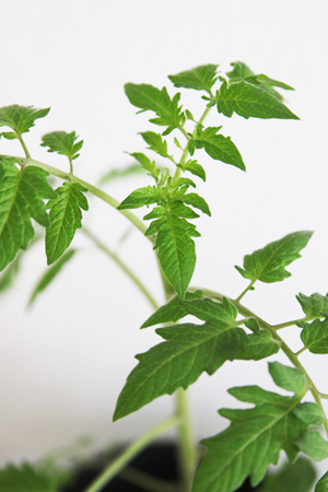 毎日寒すぎ〜 : ぬるぅい畑生活