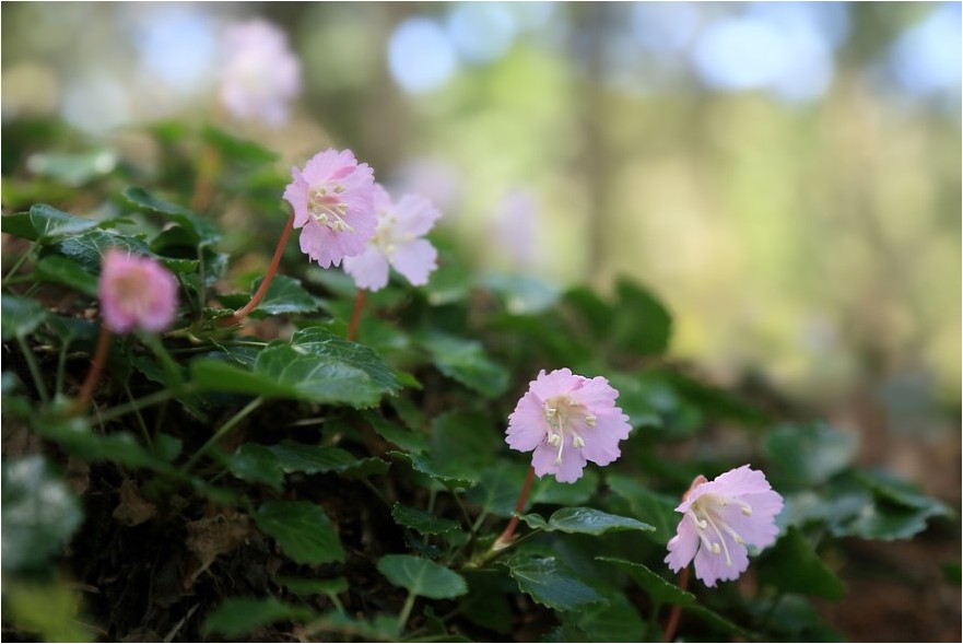 イワウチワ （岩団扇） 2 : 野草風薫