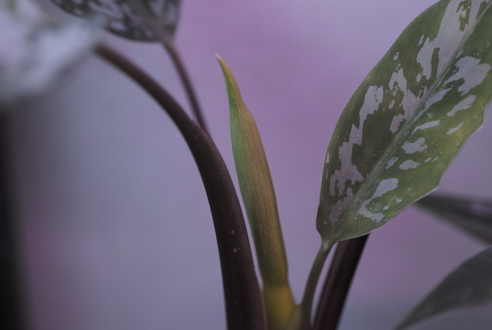 Apoballis acuminatissima "Sumatra barat" : PlantsCade -2nd effort