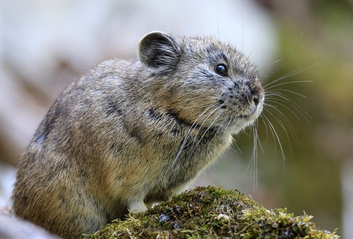 南限の・・ナキウサギ : アイヌモシリの野生たち 獣と野鳥の写真図鑑