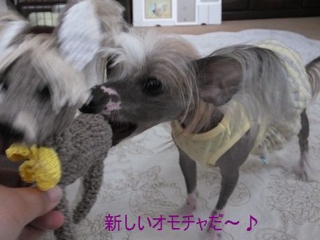 クレアっぽい編みぐるみ : 毎日笑顔♪ 裸犬☆温・真珠・絆愛Ⅱ