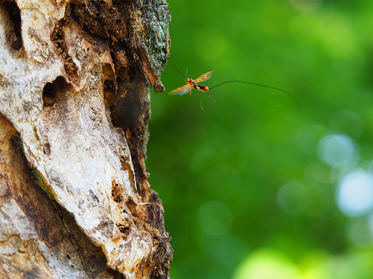ウマノオバチが飛ぶ : マッシーの四季折々Ⅱ