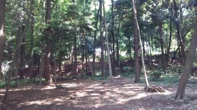 調布市若葉町の国分寺崖線(5月15日) : 猫好き写真館