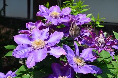 クレマチス・鉄線・風車 : yukoの花散歩