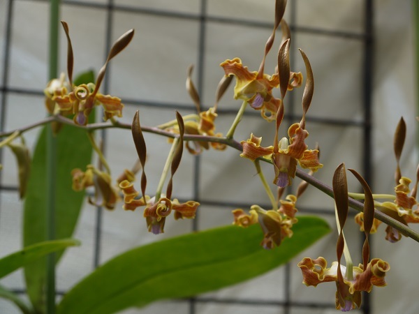 Den・helix × Den・discolor : じいじの蘭日和