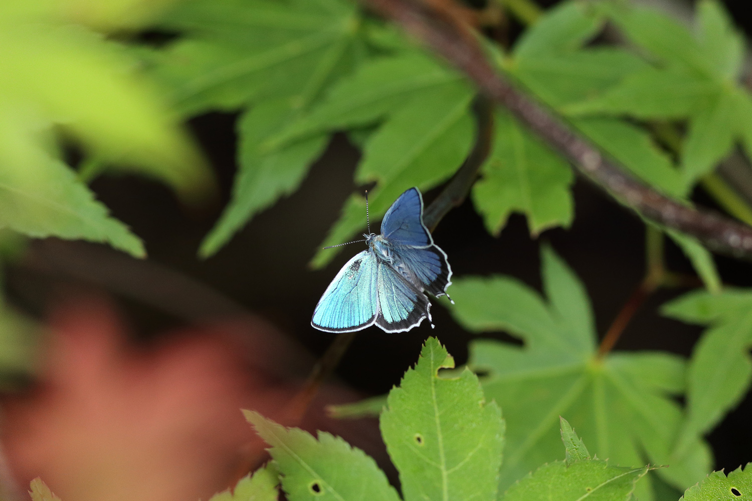 フジミドリシジミ開翅 予想外の出来事 : Lycaenidaeの蝶鳥撮影日記