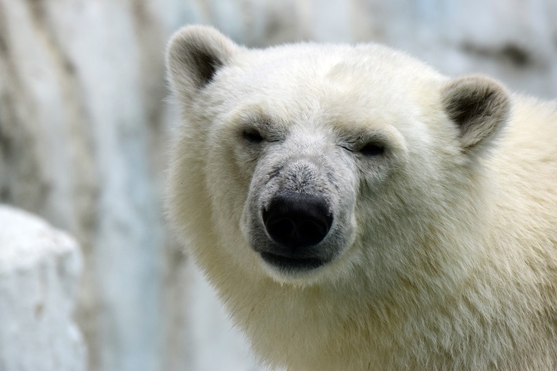 シルカ (Шилка)、生後一歳半となる ～ 「豊饒な深み」と「黒光りする陰影」を湛えたホッキョクグマ : Polarbearology ...