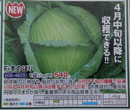 キャベツ新品種！＠4月中旬まで収穫できる越年キャベツ！冬のぼり : ブルーベリーの育て方& 栽培 ブルーベリー ノート BlueBerryNote