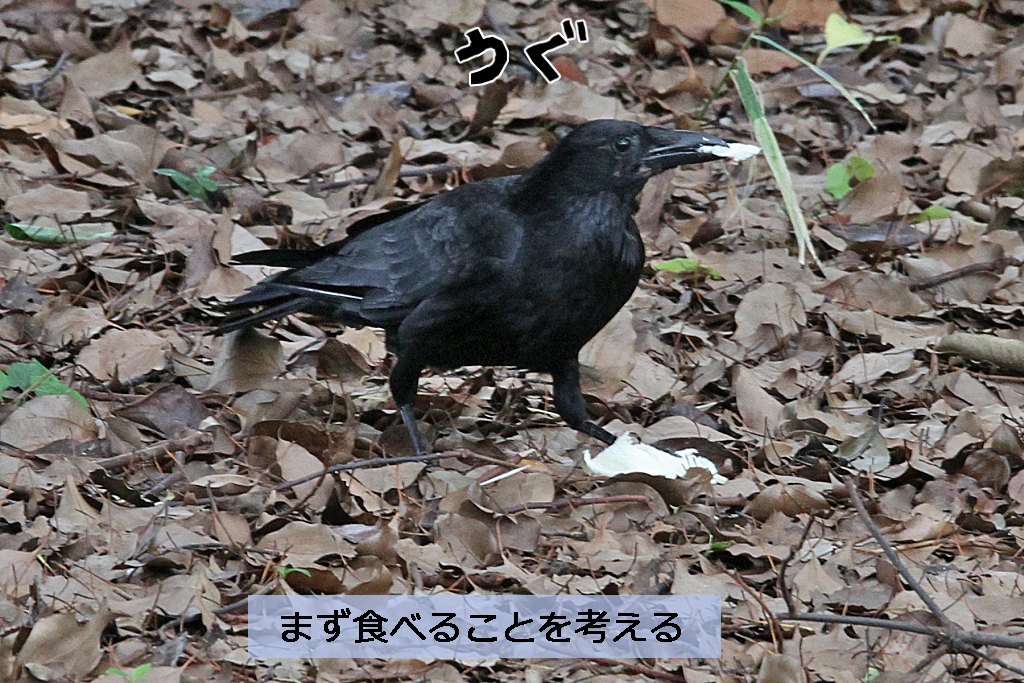 明石公園 2015.07.09 午前に合流 : At Studio TA