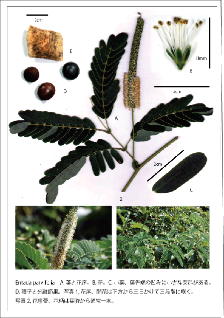 Entada parvifolia : 石垣島便り