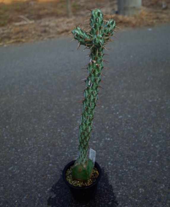 Euphorbia sp. Cape Guardafui : かくたすあんどさきゅれんつ
