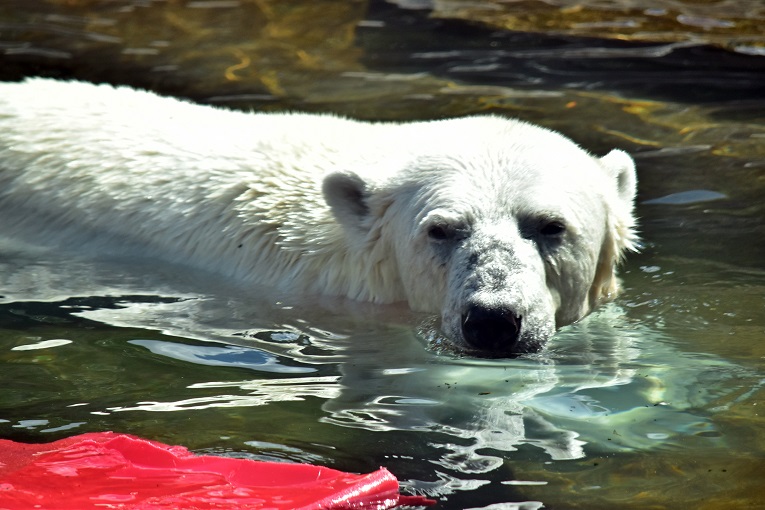 シモーナ、偉大なる母のその素顔 ～ より一層洗練され磨きがかかった世界最高の育児技量 : Polarbearology & conjectaneum