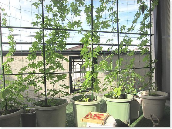 ゴーヤ日記2015⑤ DRiWATER(ドライウォーター) : 番犬ハナとMIX犬サクのおさんぽ毎日