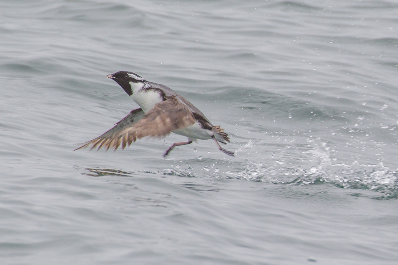 ウミスズメ 北海道旅行その34 落石クルーズ : 夫婦でバードウォッチング
