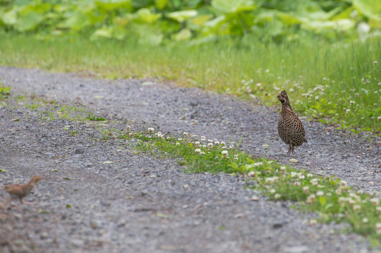 エゾライチョウ、トラツグミ 北海道旅行その39 火散布 : 夫婦でバードウォッチング
